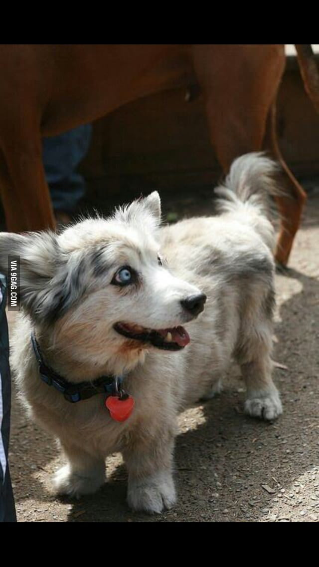 Huskey Corgi mix. I want this dog! - 9GAG
