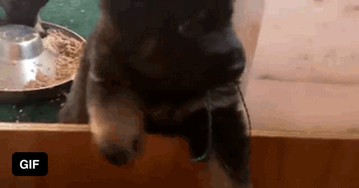 Puppy Falls Over. - 9GAG