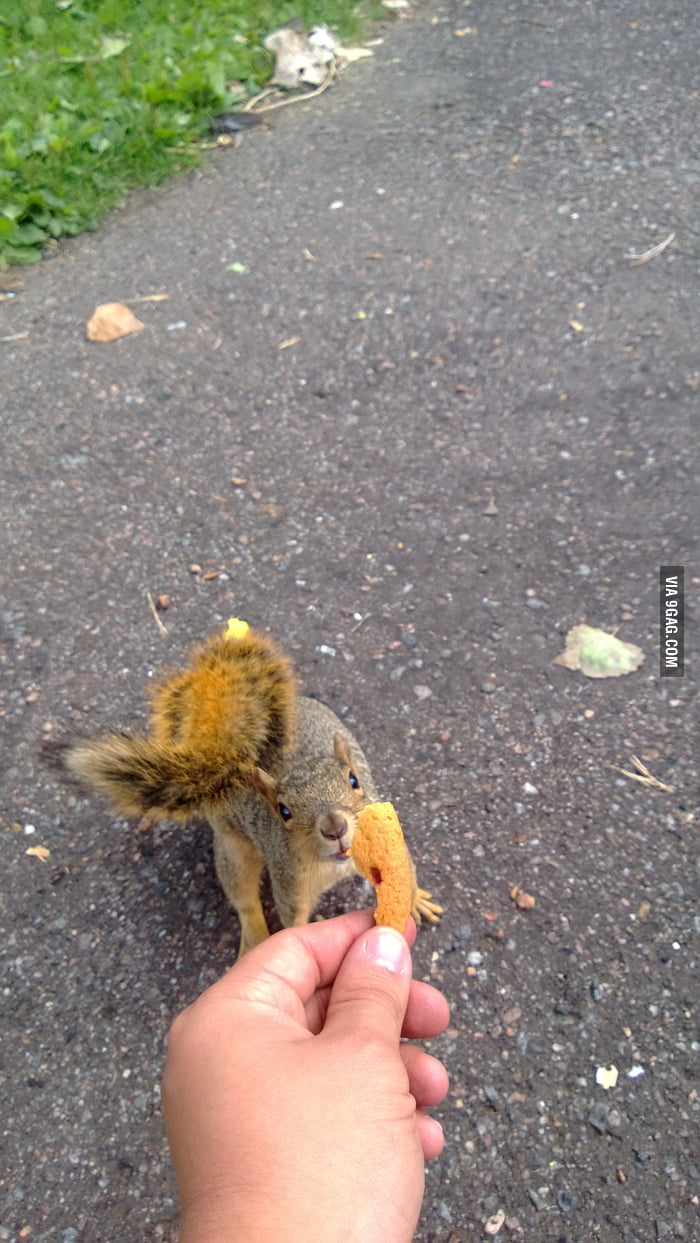 Just a Friendly Squirrel - 9GAG