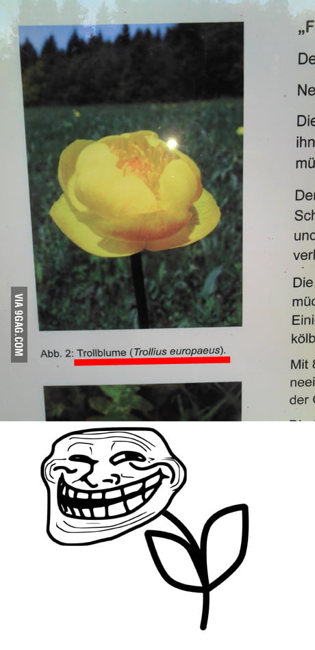 Troll-Flower - 9GAG