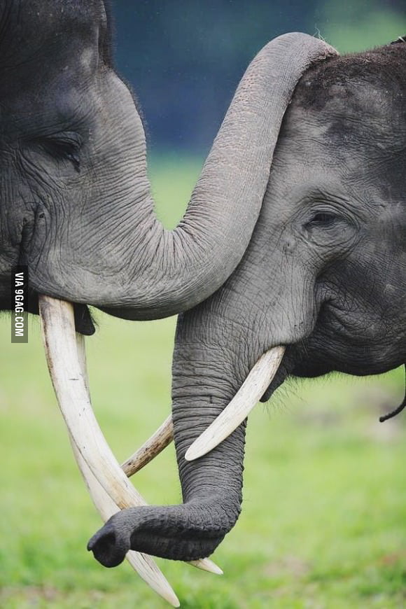Elephant Love - 9GAG