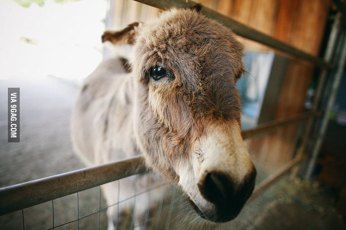Sad donkey - 9GAG