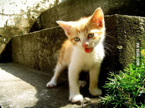 My kitten Fred smiling - 9GAG
