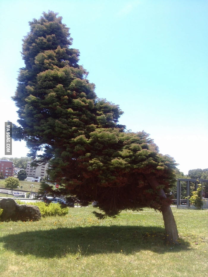 Forgot how to tree - 9GAG