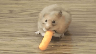 Hamster Eating a Cheeto. - 9GAG