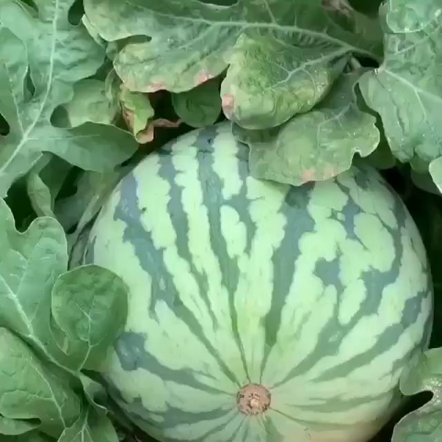 How to open watermelon 101 - 9GAG