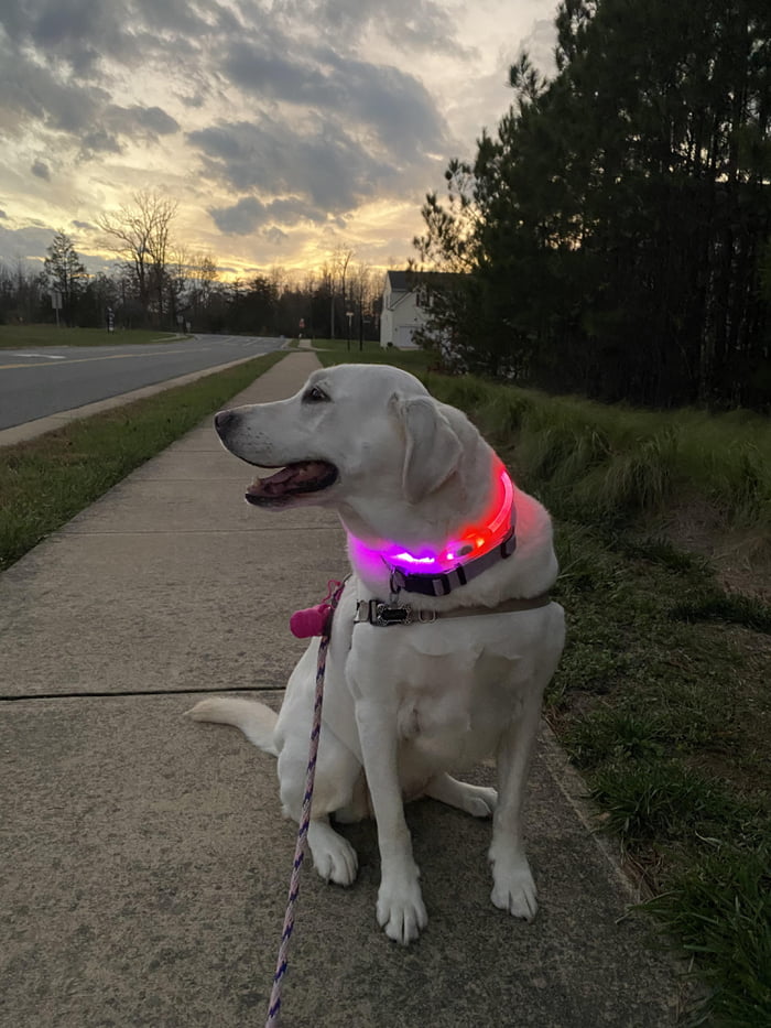 RGB’d the family dog. - 9GAG