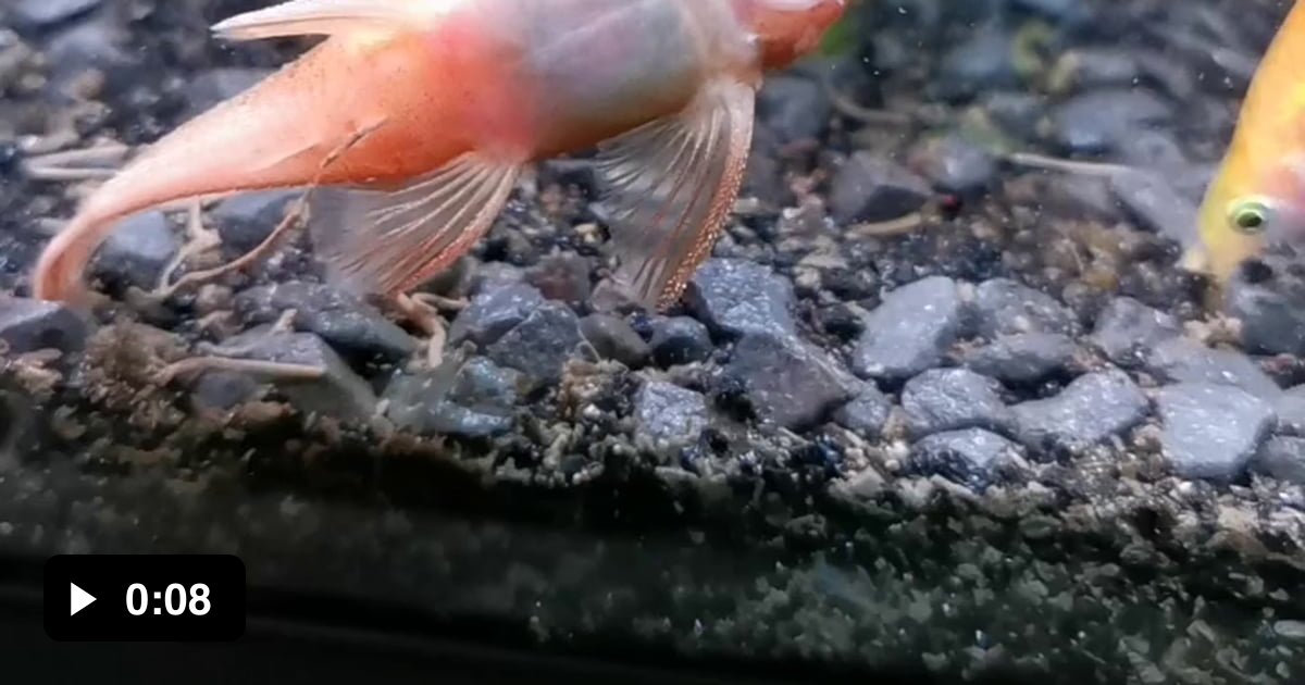 That fish can sing! - 9GAG