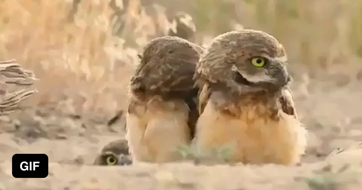 Owl shows of his stick - 9GAG