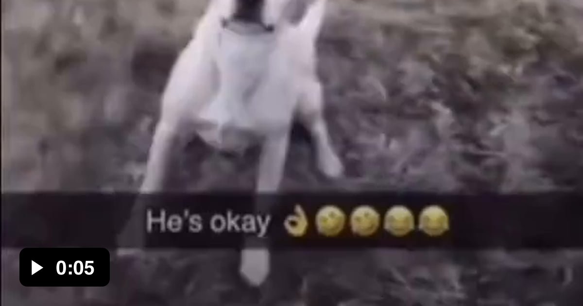 360 security dog - 9GAG