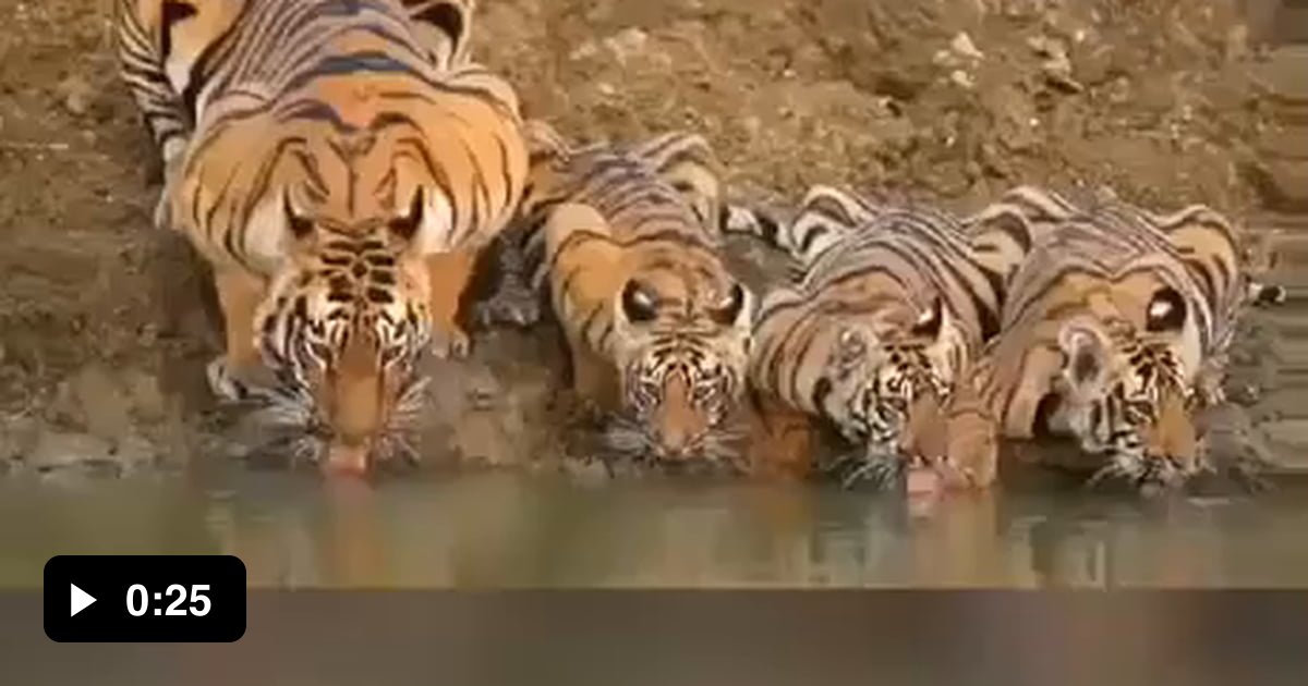 Tiger mlem ! - 9GAG