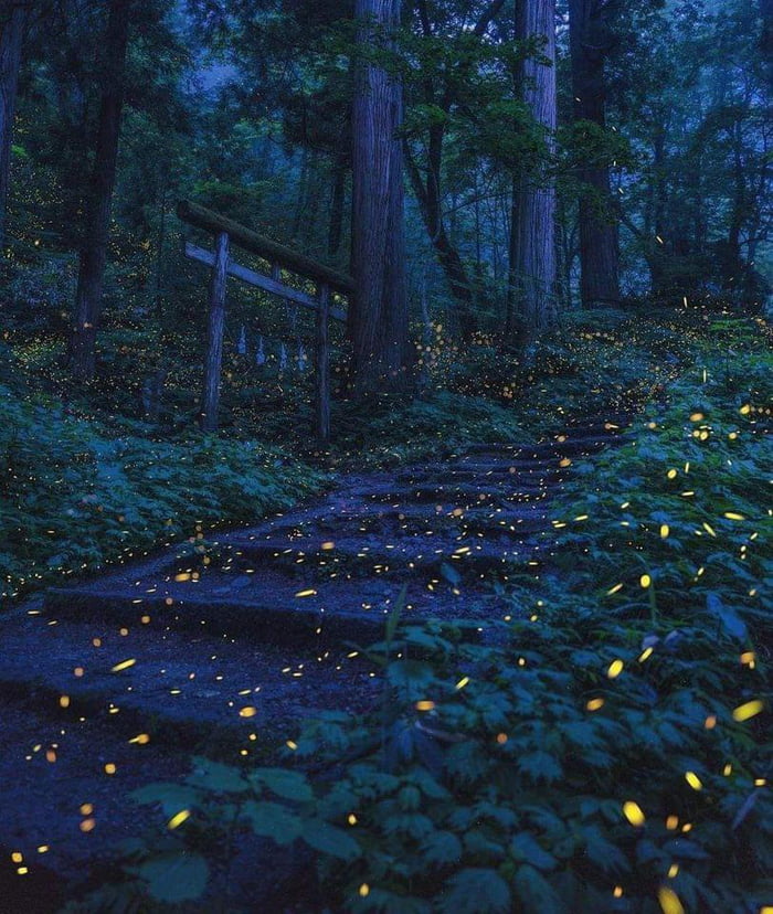 This long-exposure picture of fireflies at night in Japan gives me life - 9GAG