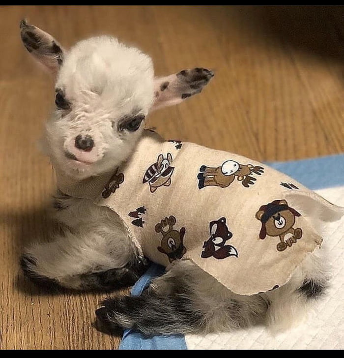 A baby goat wearing Pjs - 9GAG