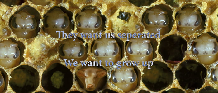 Truth bee set thee free - 9GAG