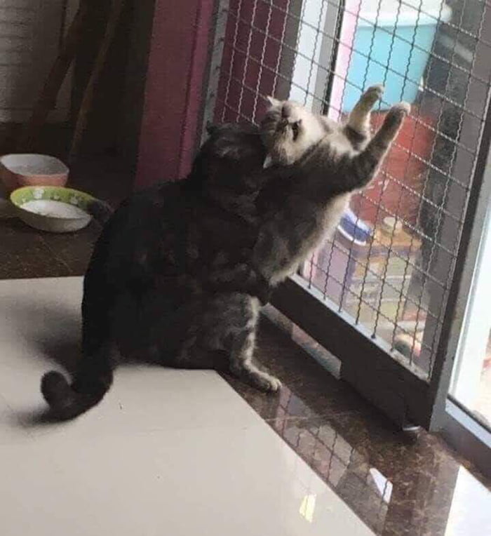 Fifty shades of meow meow - 9GAG