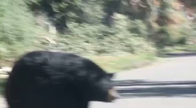 A really round bear - 9GAG