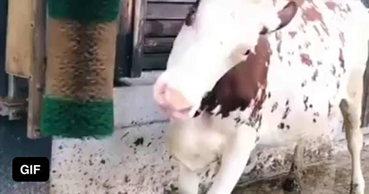 Happy clean cow - 9GAG