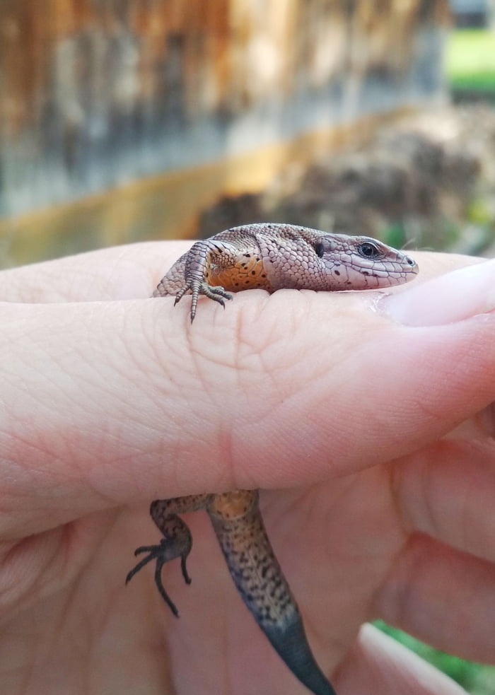 A cute smol lizard - 9GAG