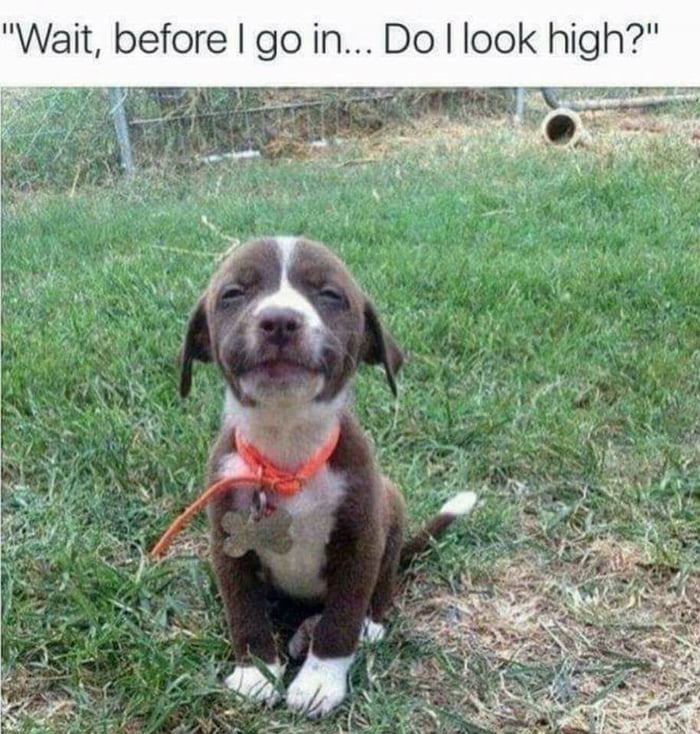 High doggo - 9GAG