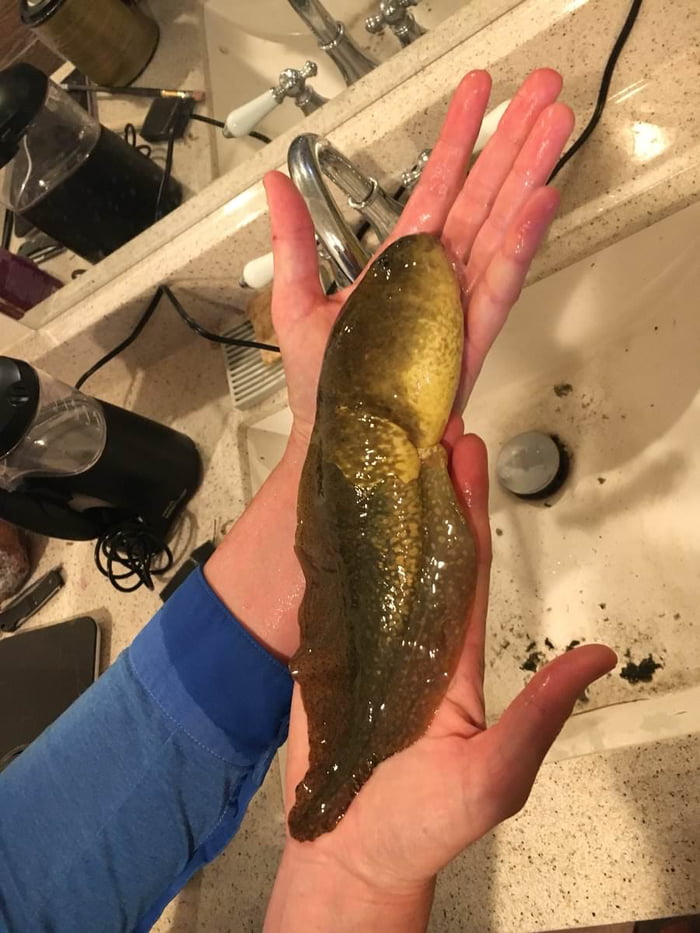 This big tadpole - 9GAG