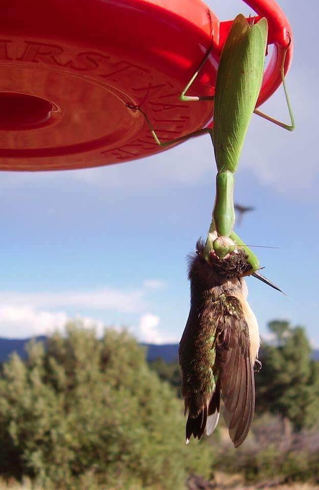 Praying Mantis Eating a Hummingbird - 9GAG