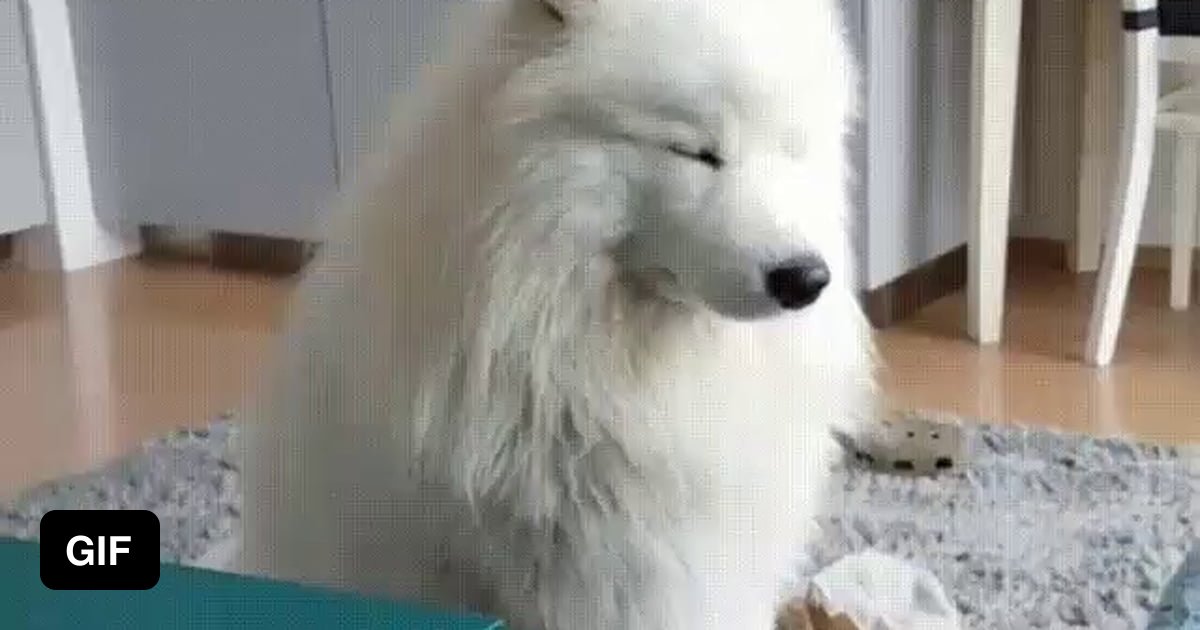 When you have a ruff day - 9GAG