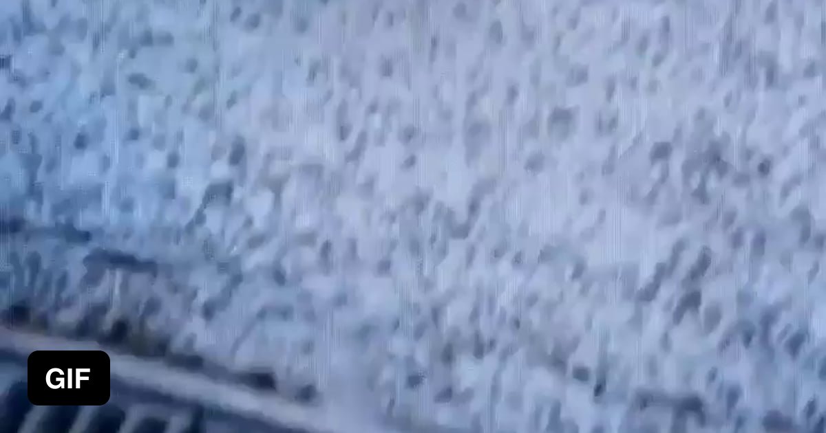 Pupper does an epic jump over a little grate! - 9GAG