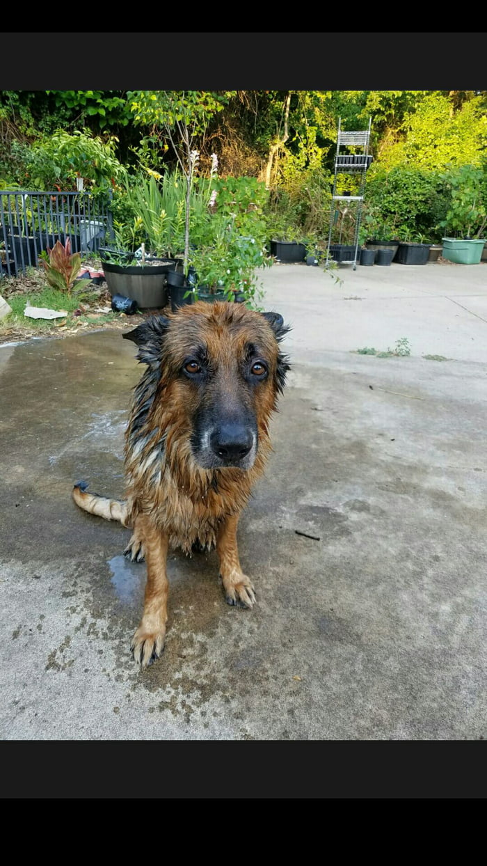 Wet Doggo - 9GAG