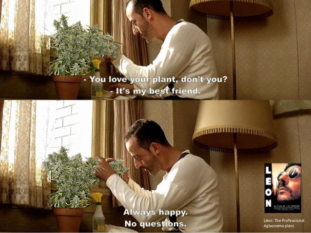 Leon the professional... weed grower - 9GAG