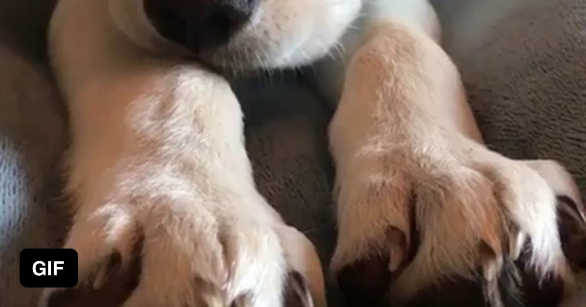 Big Bad Attack Dog - 9GAG