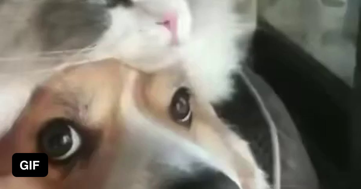 Shhh. Doggo is wearing the thinking cat. - 9GAG