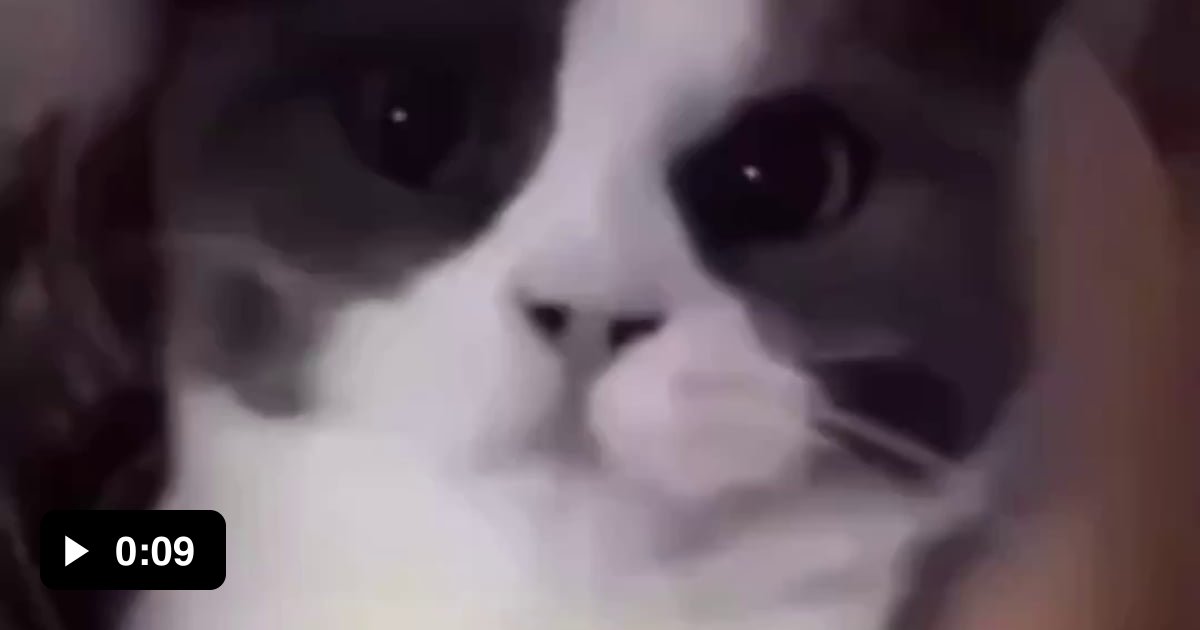 Meowcheal Catson - 9GAG