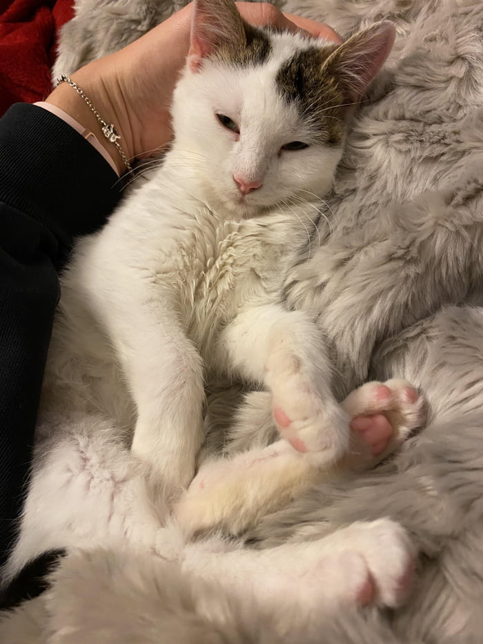 This fluffy felon is spending life on the inside after his first 10 ...