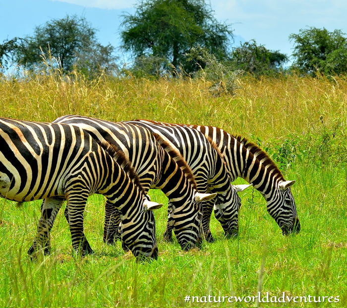 Beautiful Zebras making a wonderful pattern in Kidepo Valley National Park - 9GAG