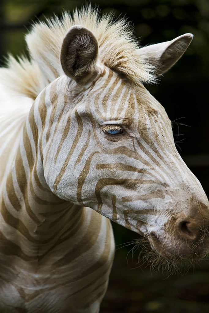 A golden zebra - 9GAG