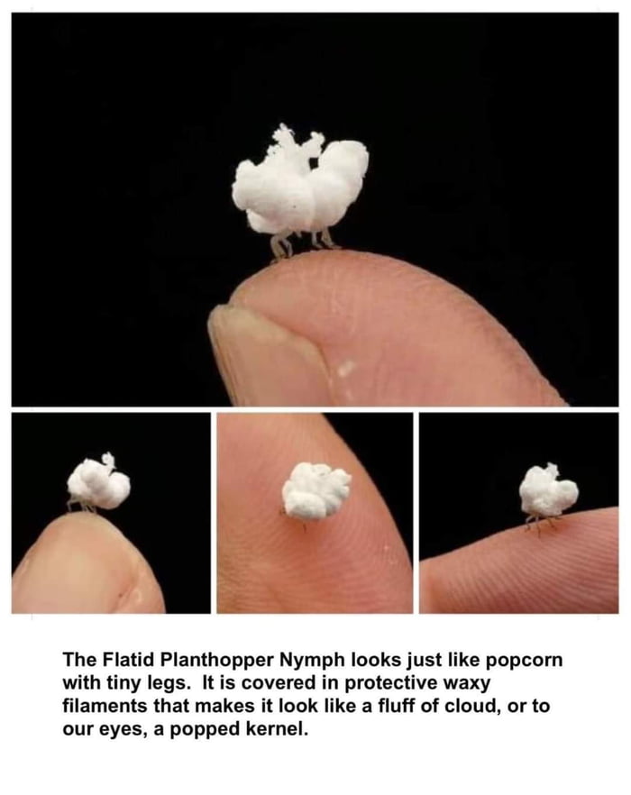 Fluffy stuff! - 9GAG