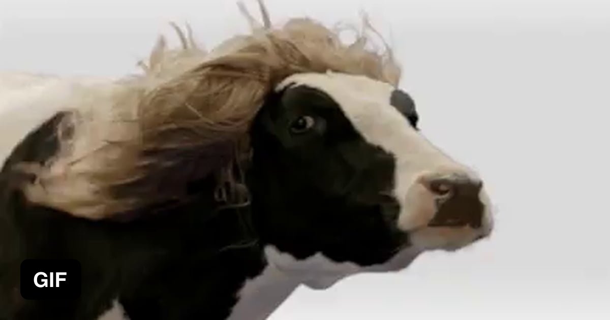 Behold a fabulous cow! - 9GAG