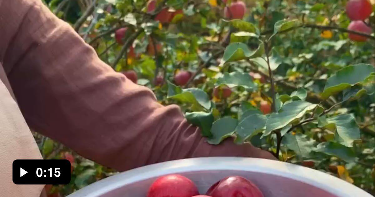 There she goes stealing apples again - 9GAG