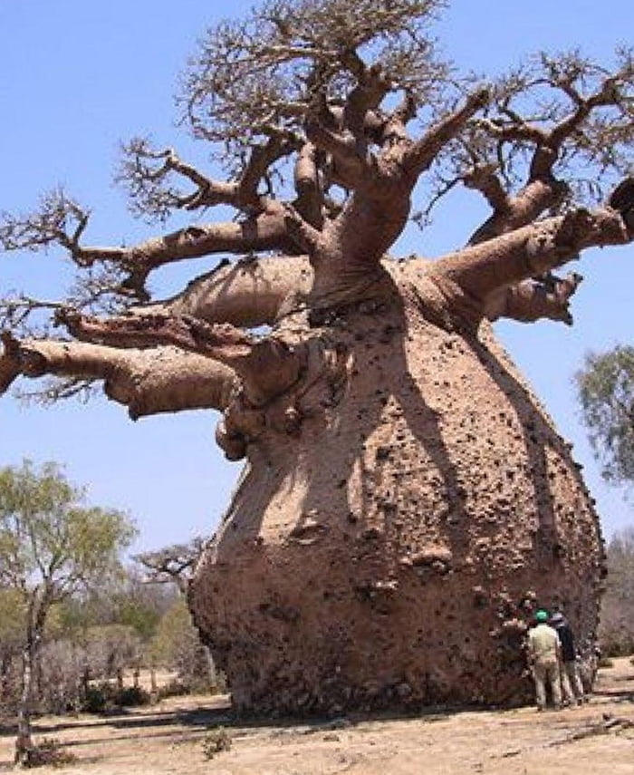 This fat baobab tree. - 9GAG