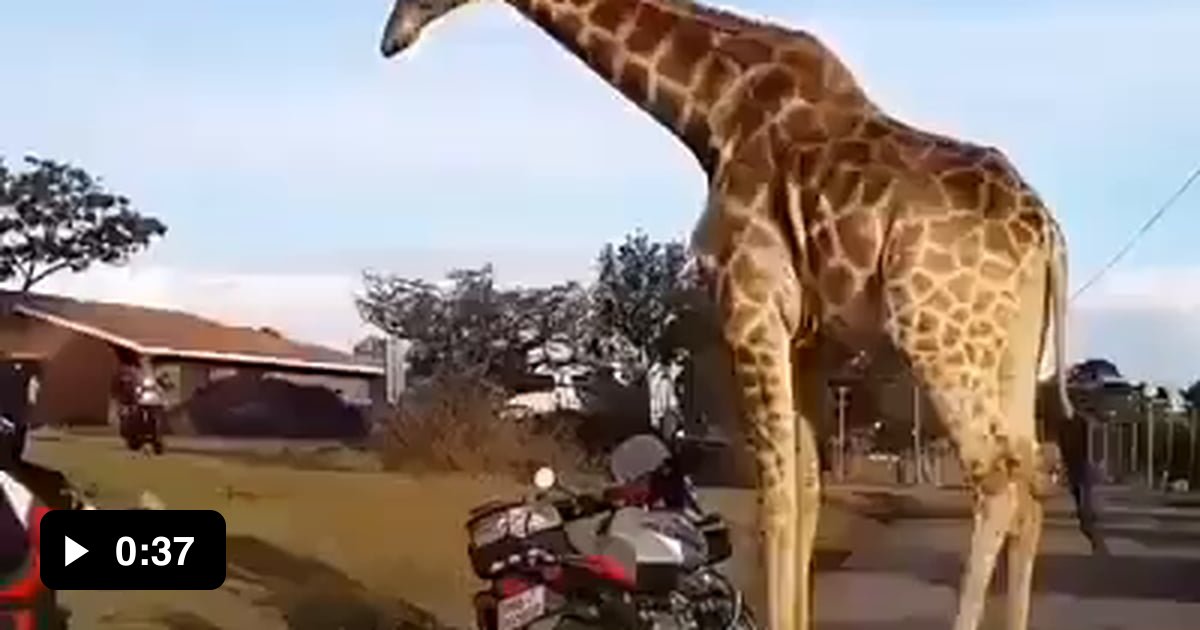 Giraffe tries to ride on a bike - 9GAG
