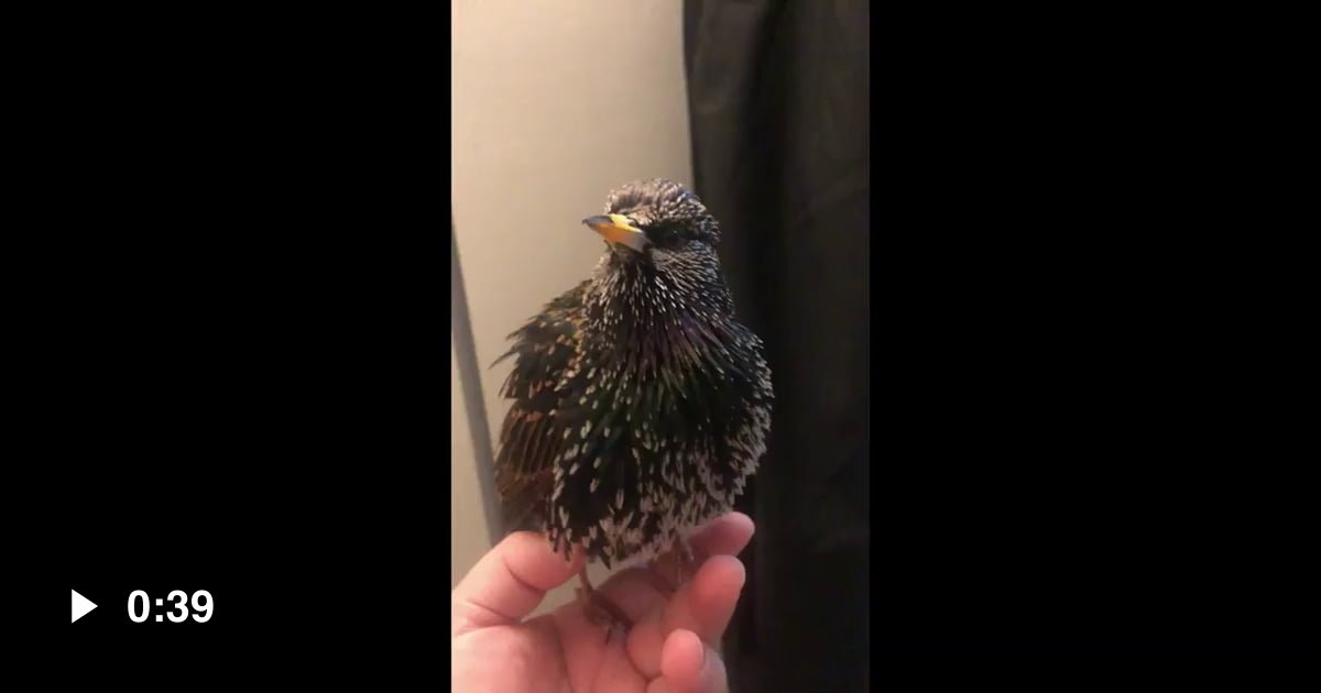 This adorable starling has a surprise imitation for you - 9GAG