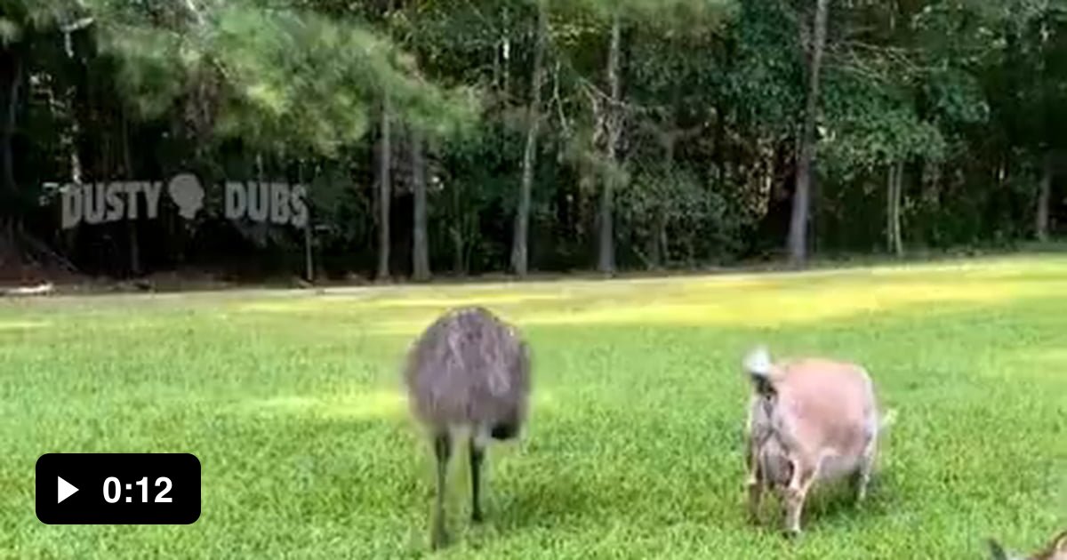 Dusty dubs is hilarious - 9GAG