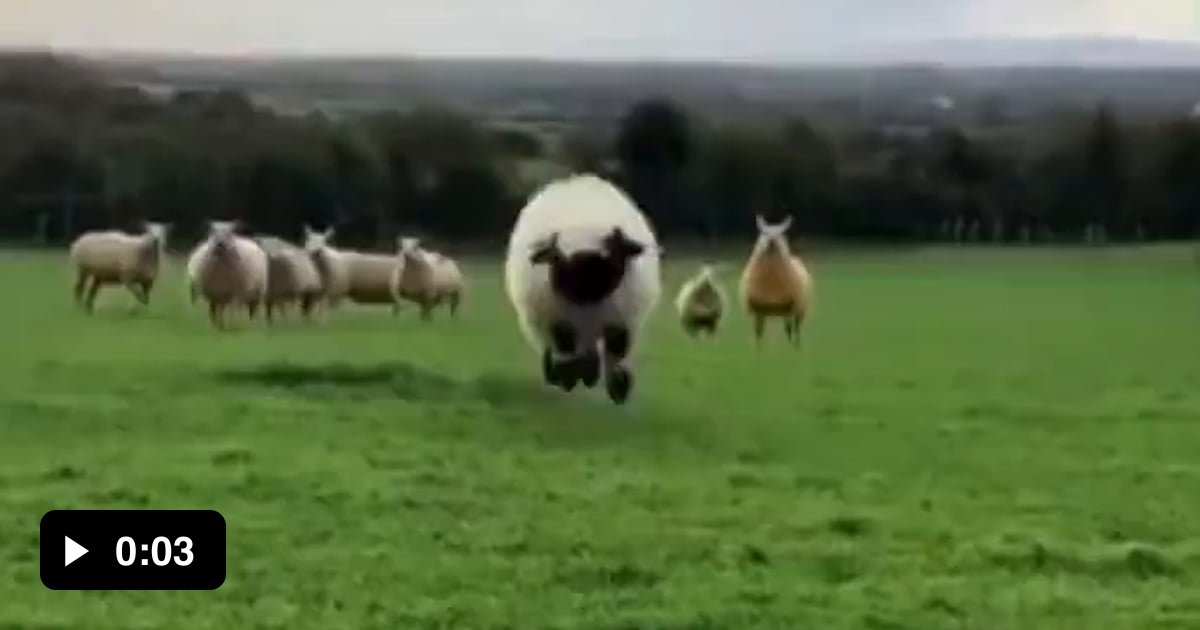 Chonky sheep - 9GAG