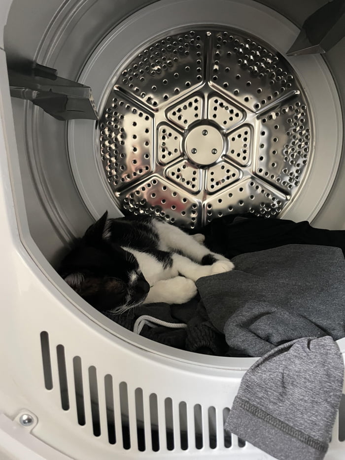 couldn-t-find-him-in-his-usual-spots-turns-out-he-was-still-fluffing