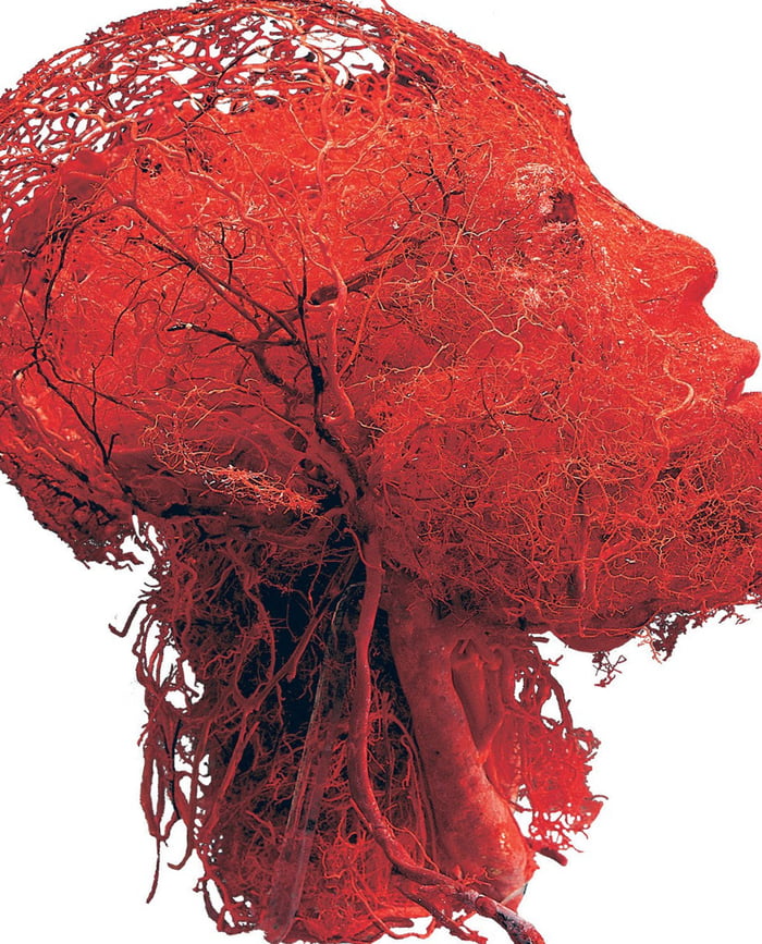 All blood vessels in your head - 9GAG