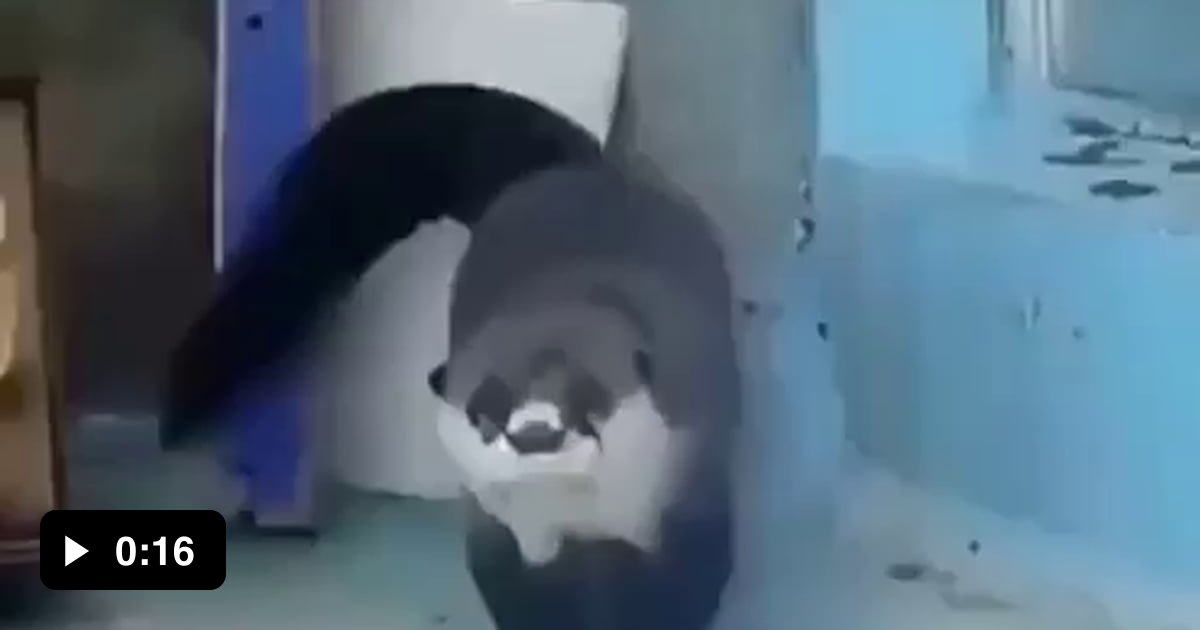 Fluffy dancer - 9GAG