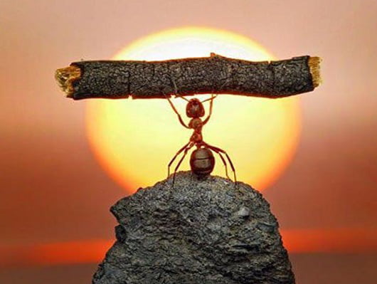 Russian photographer Andrey Pavlov takes the most mind-blowing macro ...