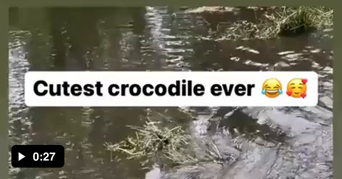 A cute croc makes everyone go aww - 9GAG