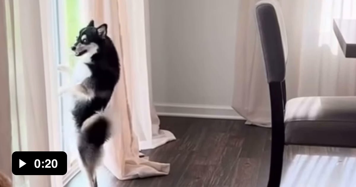 Booty shakin boi - 9GAG