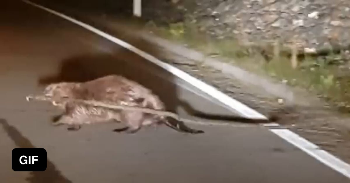 Bober get´s help - 9GAG